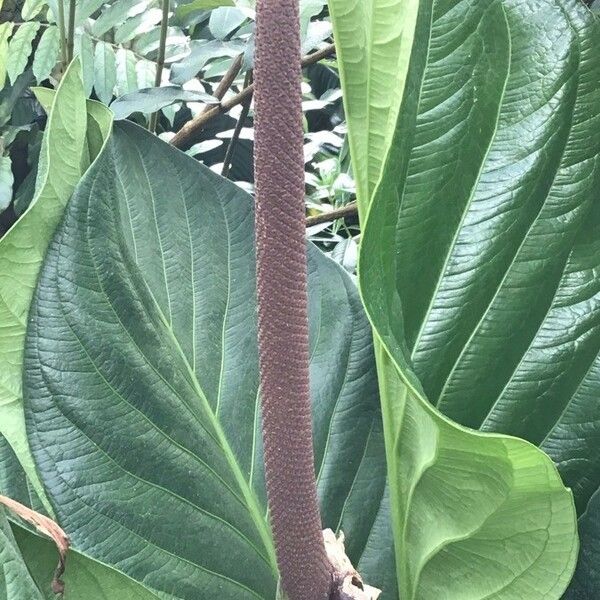 Bonpland's Anthurium (Anthurium Bonplandii) Plant Care & How to Grow, Water