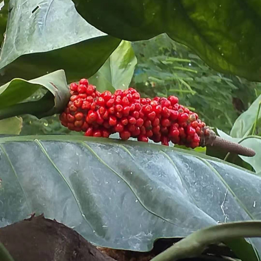 Rainforest Lettuce Lily (Anthurium Cubense) Plant Care & How to Grow, Water