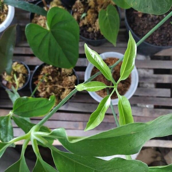 Anthurium Digitatum Plant Care & How to Grow, Water