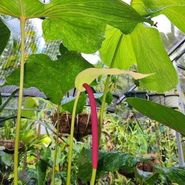 Anthurium Draconopterum Plant Care & How to Grow, Water