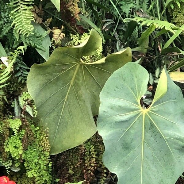 Chema Anthurium (Anthurium Faustomirandae) Plant Care & How to Grow, Water