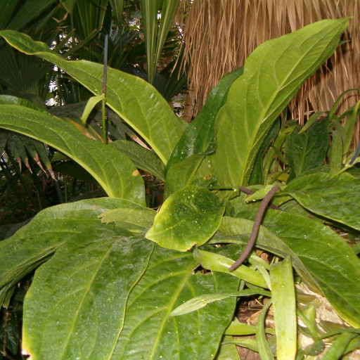 Wave Of Love (Anthurium Hookeri) Care Guide: Water, Soil & Propagation ...