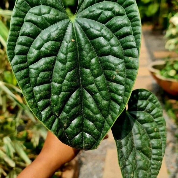 Anthurium Luxurians Plant Care & How to Grow, Water