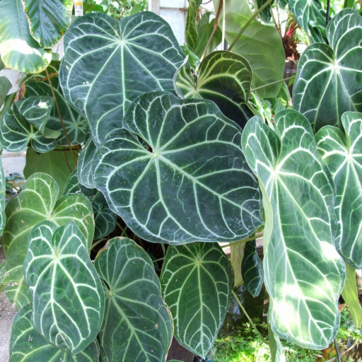 Anthurium Magnificum Plant Care & How to Grow, Water