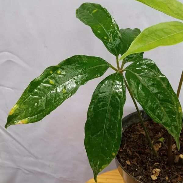 Anthurium Pentaphyllum Plant Care & How to Grow, Water
