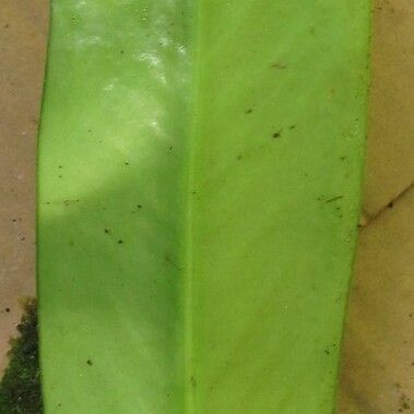 Anthurium Pittieri Plant Care & How to Grow, Water