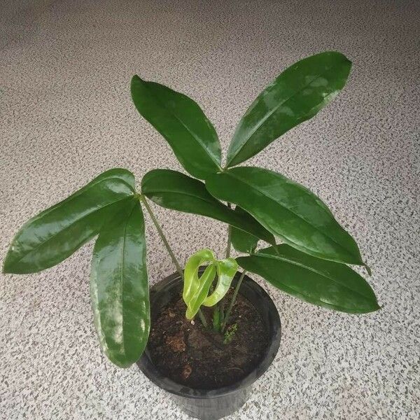 Anthurium Polydactylum Plant Care & How to Grow, Water