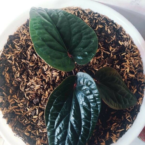 Anthurium Radicans Plant Care & How to Grow, Water