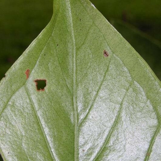 Anthurium Ramonense Care Guide: Water, Soil & Propagation - Plantiary