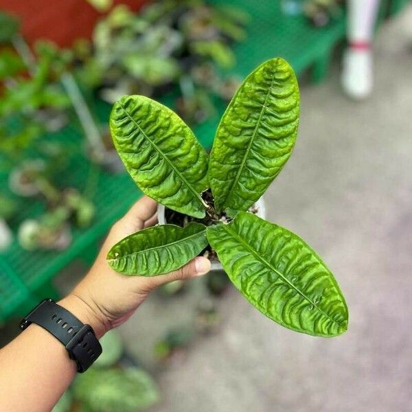 Anthurium Reflexinervium Plant Care & How to Grow, Water