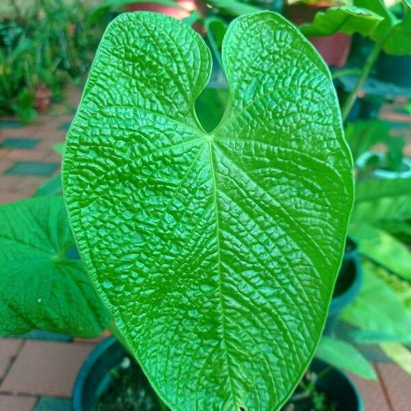 Anthurium Rugulosum Plant Care & How to Grow, Water