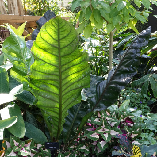 Birds Nest Anthurium (Anthurium Superbum) Plant Care & How to Grow, Water