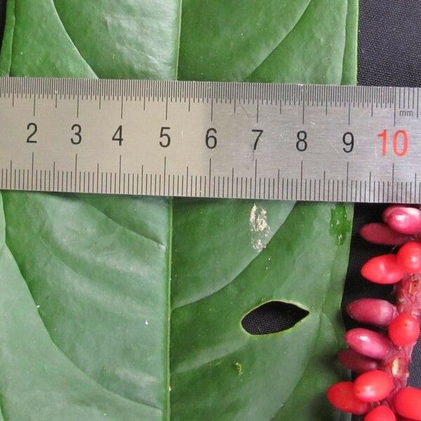 Anthurium Testaceum Plant Care & How to Grow, Water