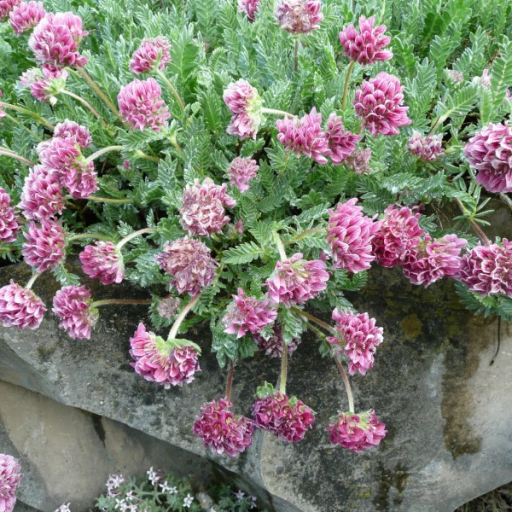 Mountain Kidney Vetch (Anthyllis Montana) Plant Care & How to Grow, Water