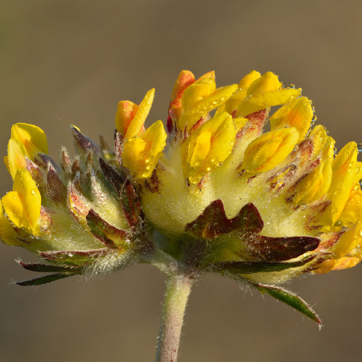 Common Kidneyvetch (Anthyllis Vulneraria) Plant Care & How to Grow, Water