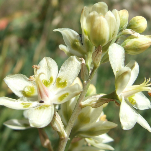 White Camas (Anticlea Elegans) Plant Care & How to Grow, Water