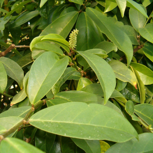 Bignay (Antidesma Bunius) Plant Care & How to Grow, Water