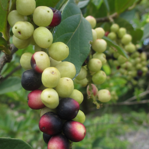 Tassel-berry (Antidesma Venosum) Plant Care & How to Grow, Water