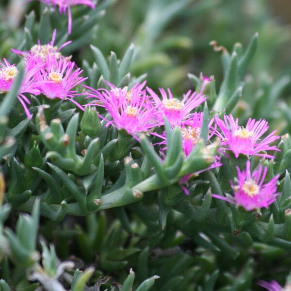 Antimima Concinna Plant Care & How to Grow, Water