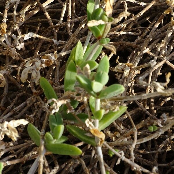 Antimima Paripetala Care Guide: Water, Soil & Propagation - Plantiary