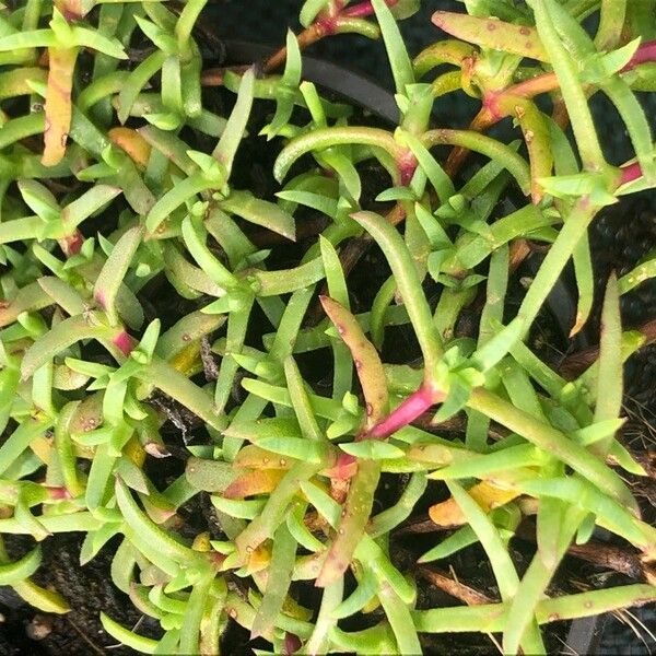Cederberg Matfig (Antimima Prostrata) Care Guide: Water, Soil ...