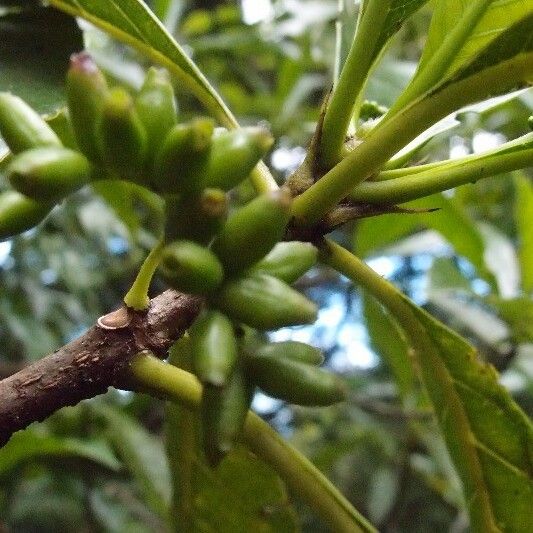 Grand Fir (Abies Grandis) Plant Care & How to Grow, Water