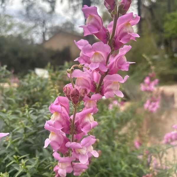 Greater Snapdragon (Antirrhinum Tortuosum) Care Guide: Water, Soil ...