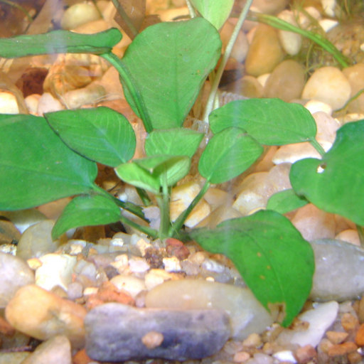 Schott Anubias (Anubias Barteri) Plant Care & How to Grow, Water