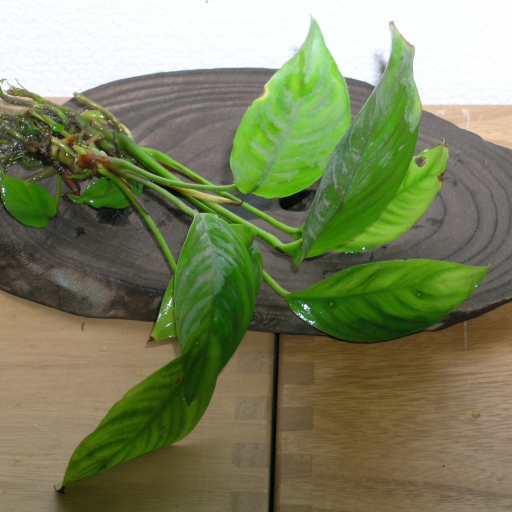 Congo Anubias (Anubias Heterophylla) Plant Care & How to Grow, Water