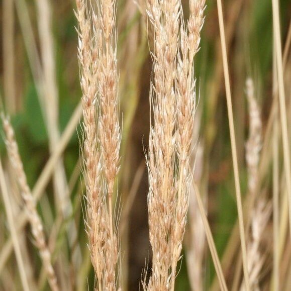 Dense Silky-bent (Apera Interrupta) Plant Care & How to Grow, Water