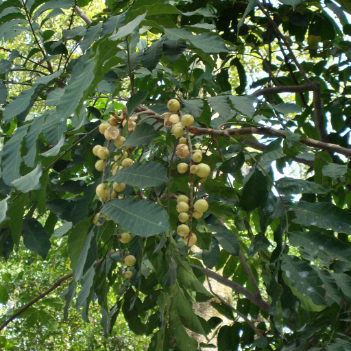 Pithraj Tree (Aphanamixis Polystachya) Plant Care & How to Grow, Water