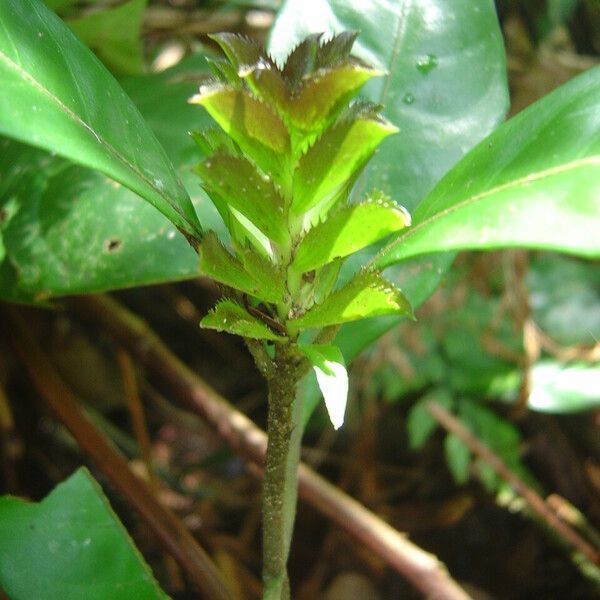 Aphelandra Prismatica Care Guide: Water, Soil & Propagation - Plantiary