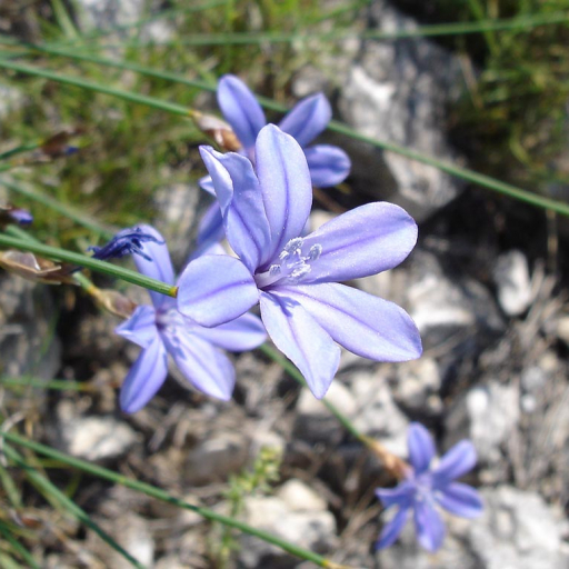 Blue Aphyllanthes (Aphyllanthes Monspeliensis) Care Guide: Water, Soil ...