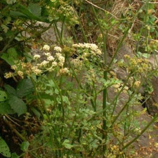 Wild Celery (Apium Graveolens) Plant Care & How to Grow, Water