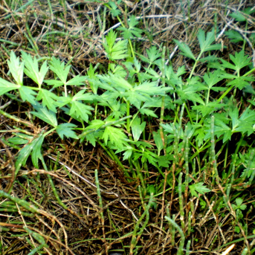 Prostrate Marshwort (Apium Prostratum) Plant Care & How to Grow, Water