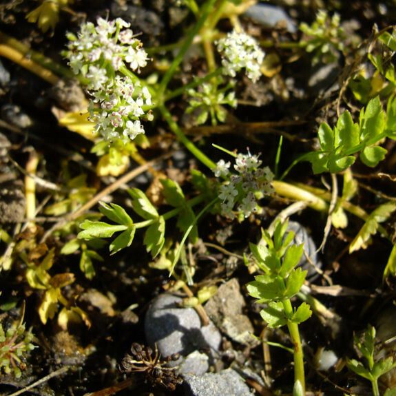 Apium Repens Plant Care & How to Grow, Water