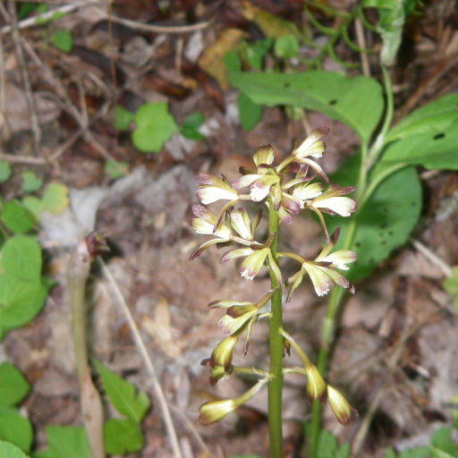 Putty Root Orchid (Aplectrum Hyemale) Plant Care & How to Grow, Water