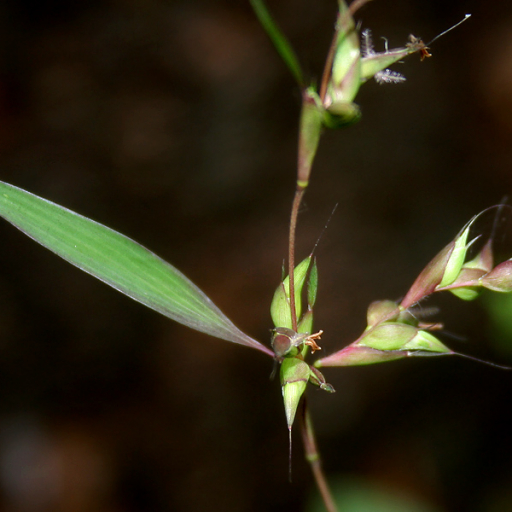 Mauritian Grass (Apluda Mutica) Plant Care & How to Grow, Water