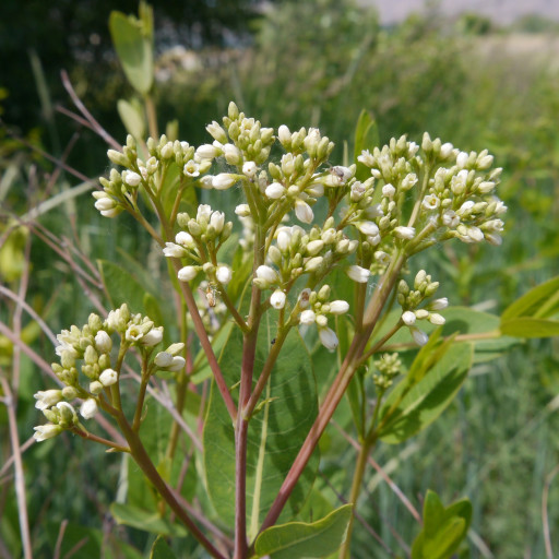 Indian Hemp (Apocynum Cannabinum) Plant Care & How to Grow, Water