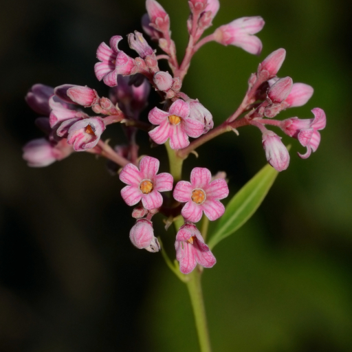 Spear-Leaved Dogbane (Apocynum Venetum) Plant Care & How to Grow, Water
