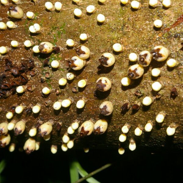 Parasite Of Casearia (Apodanthes Caseariae) Plant Care & How to Grow, Water