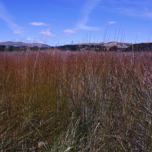 Jointed Rush (Apodasmia Similis) Plant Care & How to Grow, Water