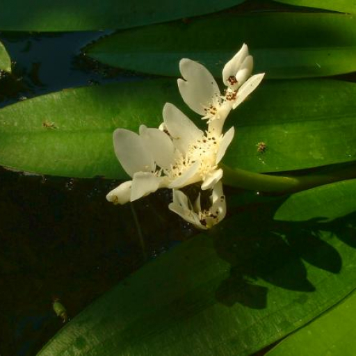 Cape-pondweed (Aponogeton Distachyos) Plant Care & How to Grow, Water