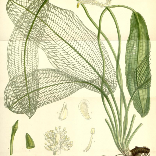 Laceleaf (Aponogeton Madagascariensis) Plant Care & How to Grow, Water