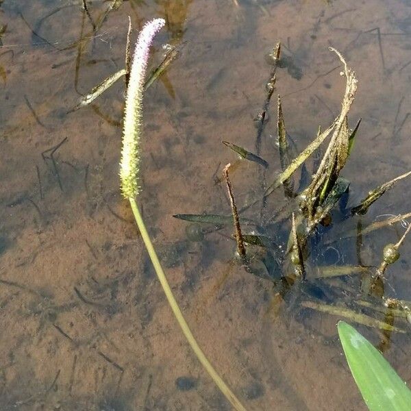 Drifting Sword (Aponogeton Natans) Care Guide: Water, Soil ...