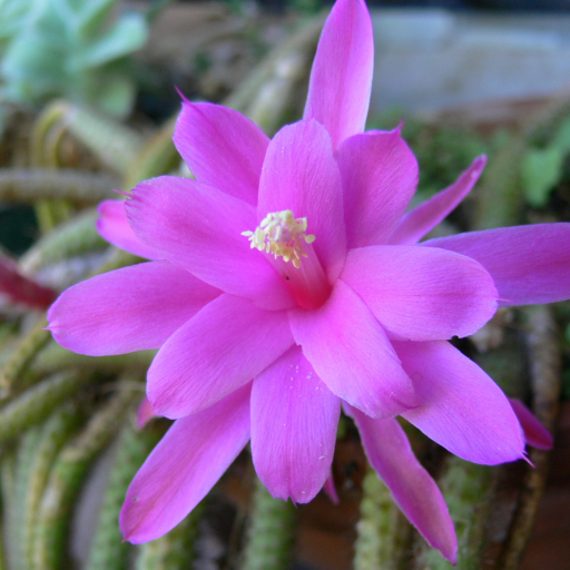 Rat-Tail Cactus (Aporocactus Flagelliformis) Care Guide: Water, Soil ...