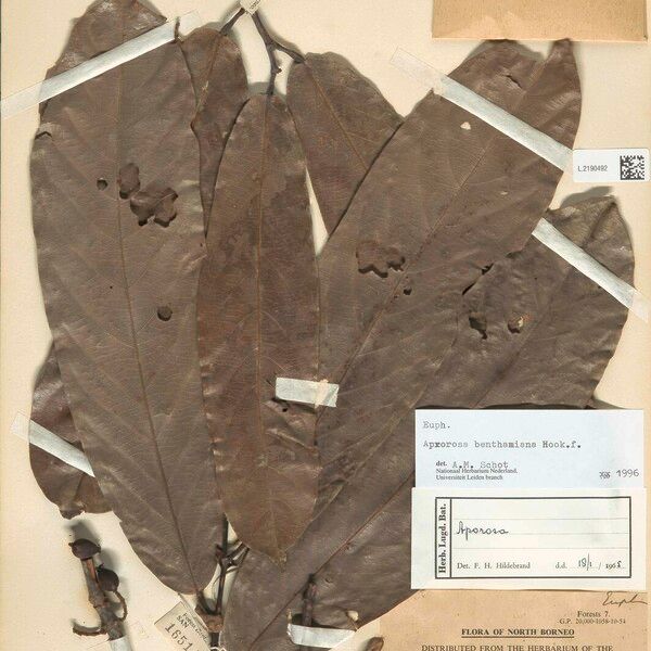 Crescent Tree (Aporosa Benthamiana) Plant Care & How to Grow, Water