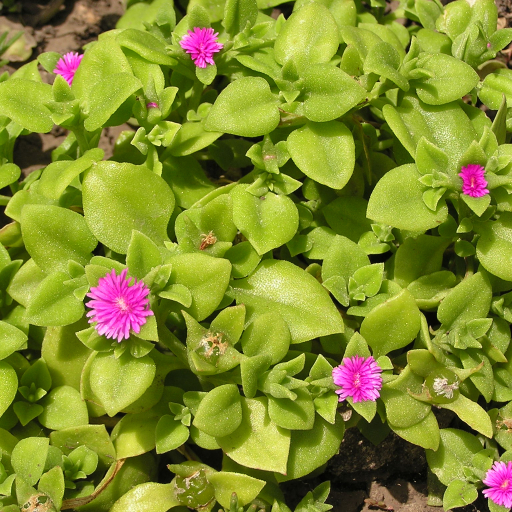 Common Sourwood (Oxydendrum Arboreum) Plant Care & How to Grow, Water