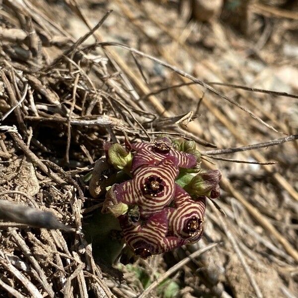 European Caralluma (Apteranthes Europaea) Care Guide: Water, Soil ...