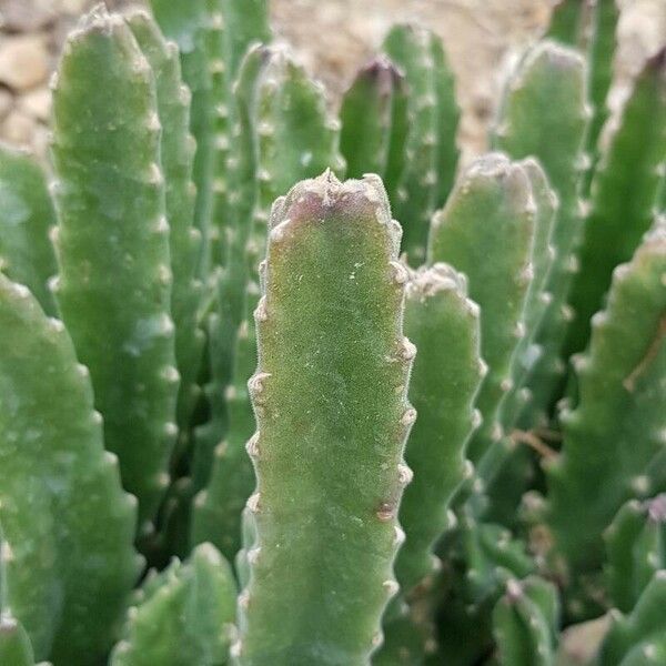 Apteranthes Joannis Plant Care & How to Grow, Water